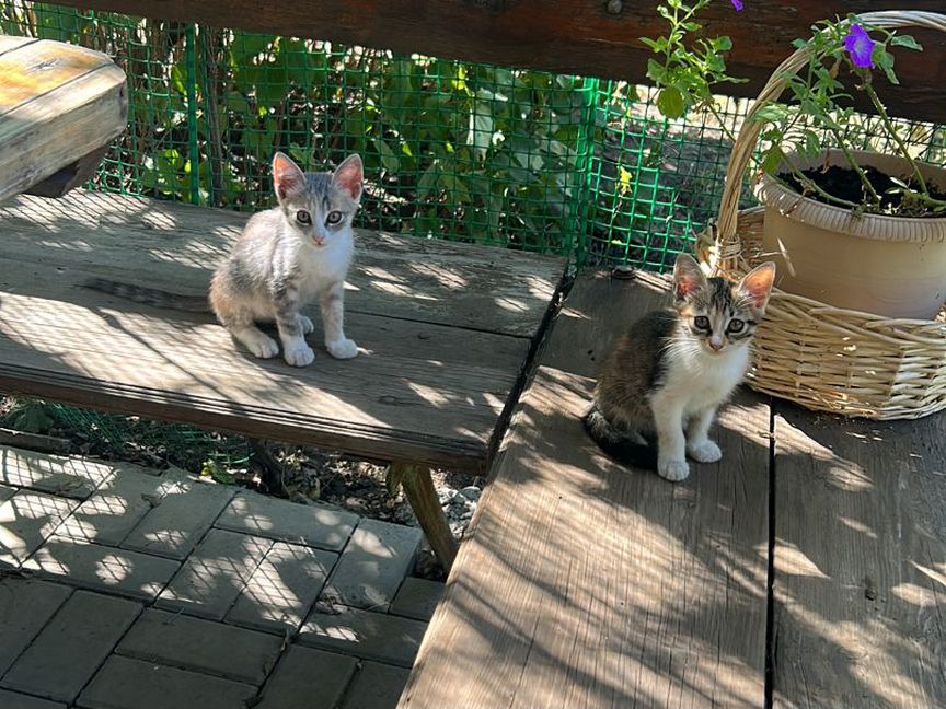 Отдам очаровательных котят