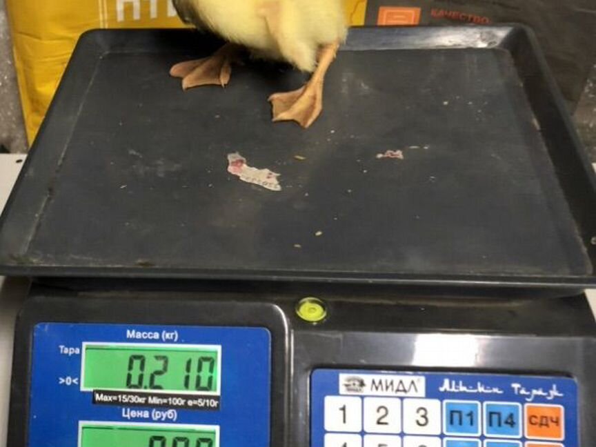 Утята Черри велли, Фаворит 5 суток