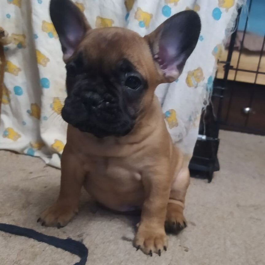 Французский бульдог щенки
