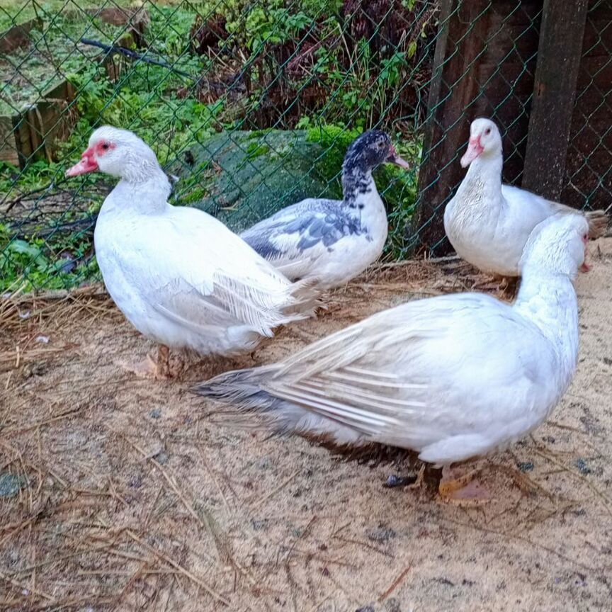 Селезень индоутки тяжелой линии