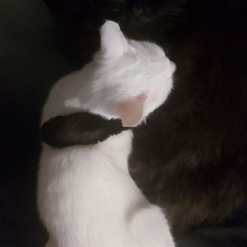 Отдам кота и кошку