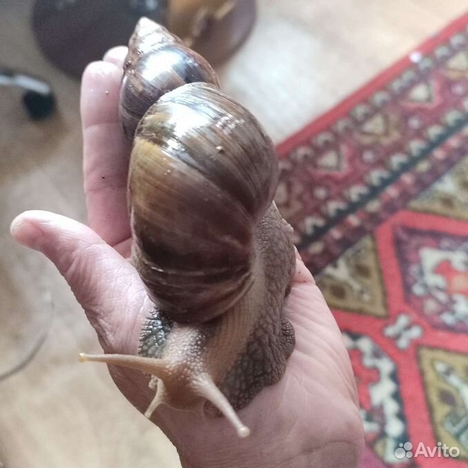 Улитки ахатины бесплатно