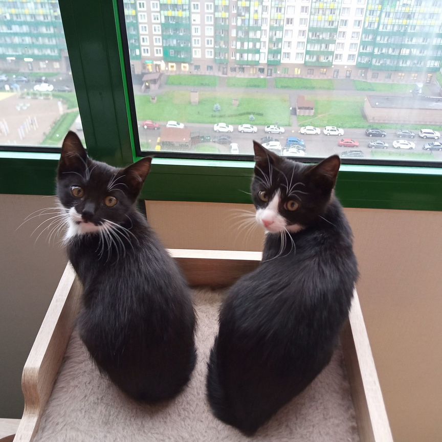 Котята в радость