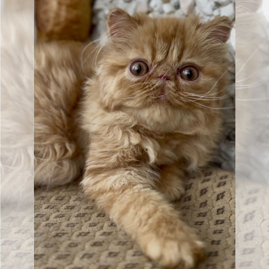 Персидский котёнок