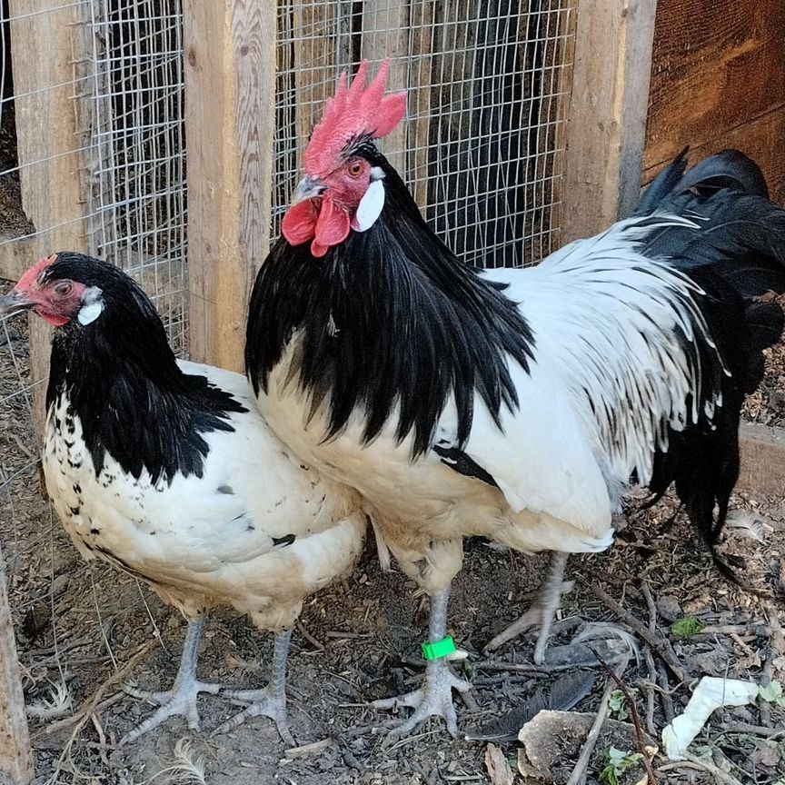 Семья кур породы Лакенфельдер 1+1