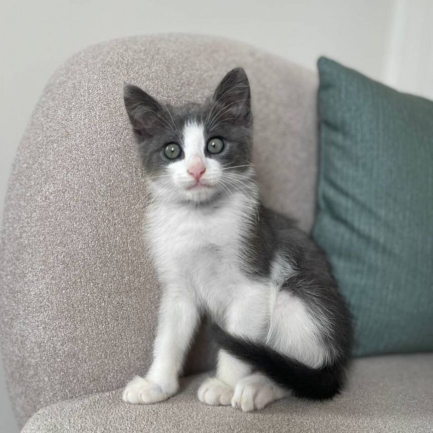 Кошка, котенок