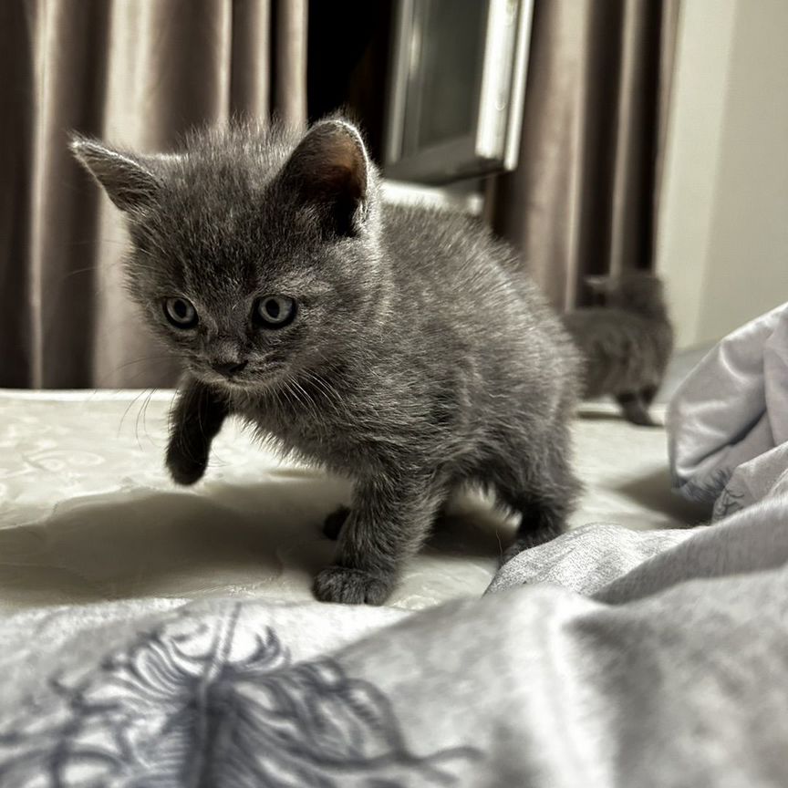 Кошка в дар