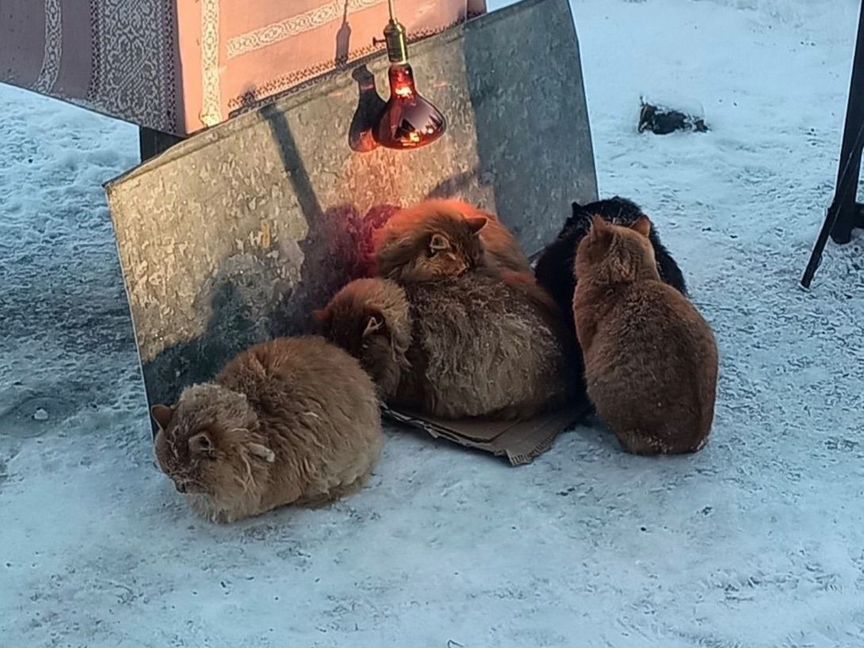 Коты замерзают на улице