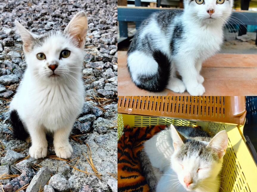 Кошка с котятами