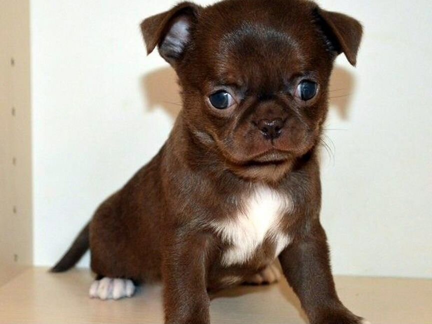 Чихуахуа,маленькие куколки,лиловый мальчик и шоко