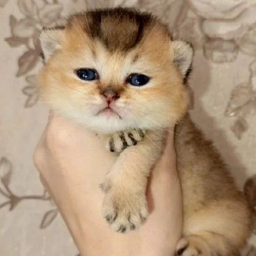 Шотландскик котята беби-фейс