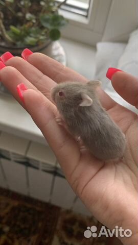 Джунгарский хомяк девочка