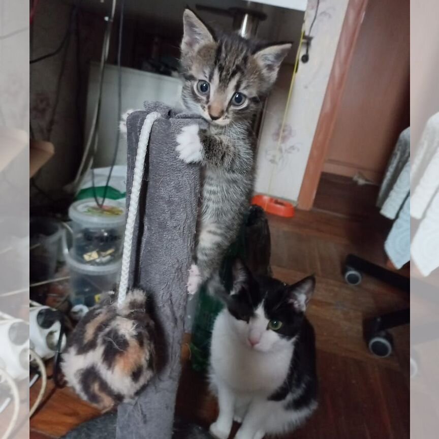 Котёнок в добрые руки