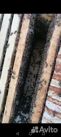 Пчелы и улья