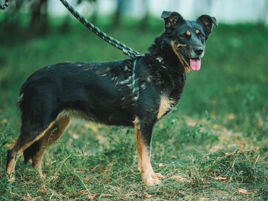 Собаки бесплатно