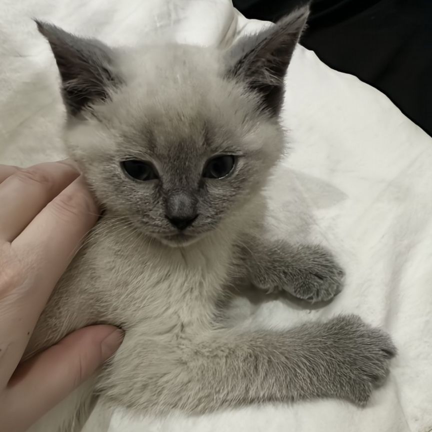 Шотландский прямоухий короткошёрстный котёнок