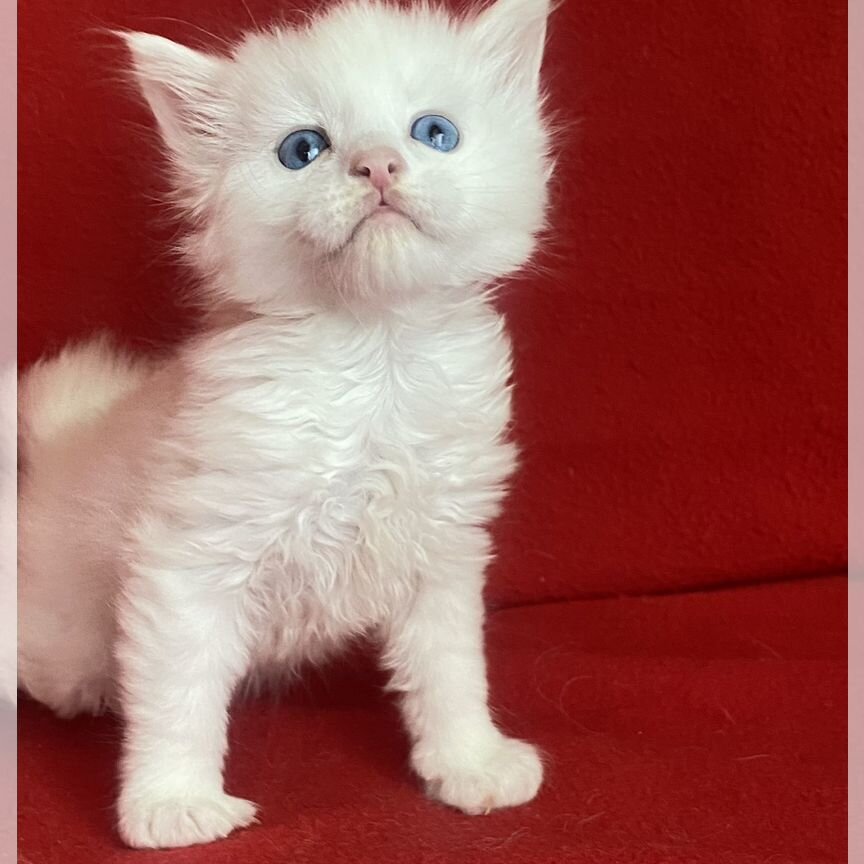 Курильский бобтейл длинношёрстный котёнок