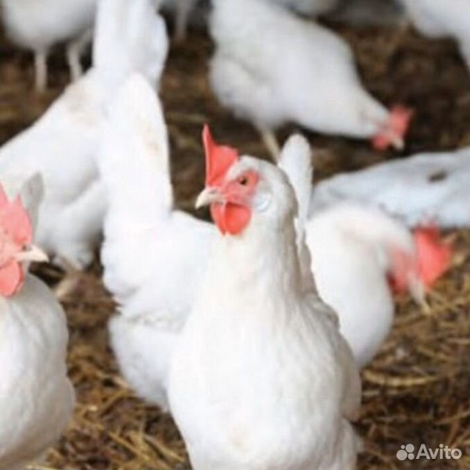 Куры породы Леггорн