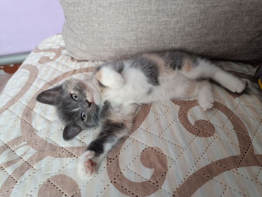 Котенок в ответственные и любящие руки