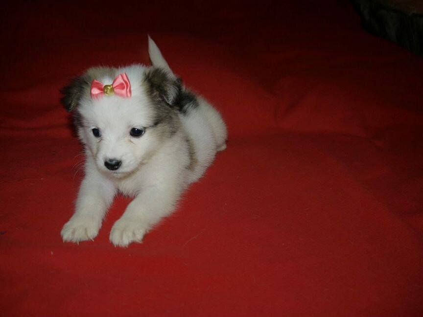 Йорк + шпиц девочка