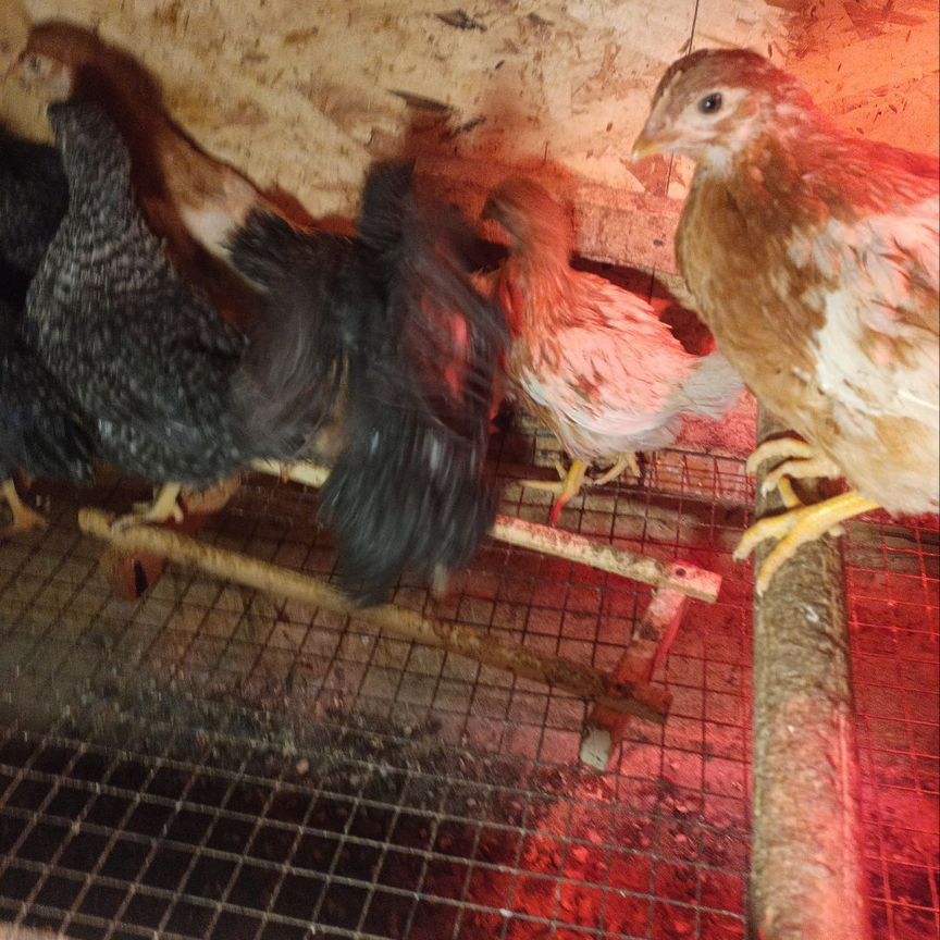 Продам курочек 1.5 месяцев