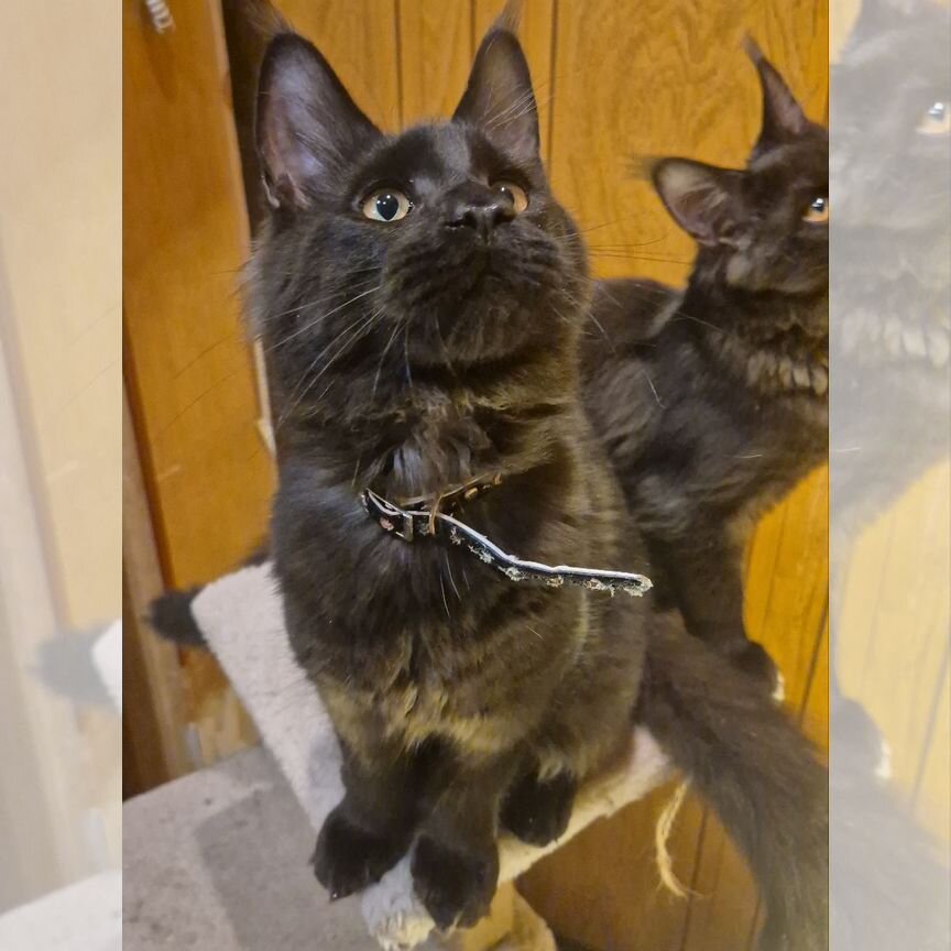 Мейн-кун котёнок