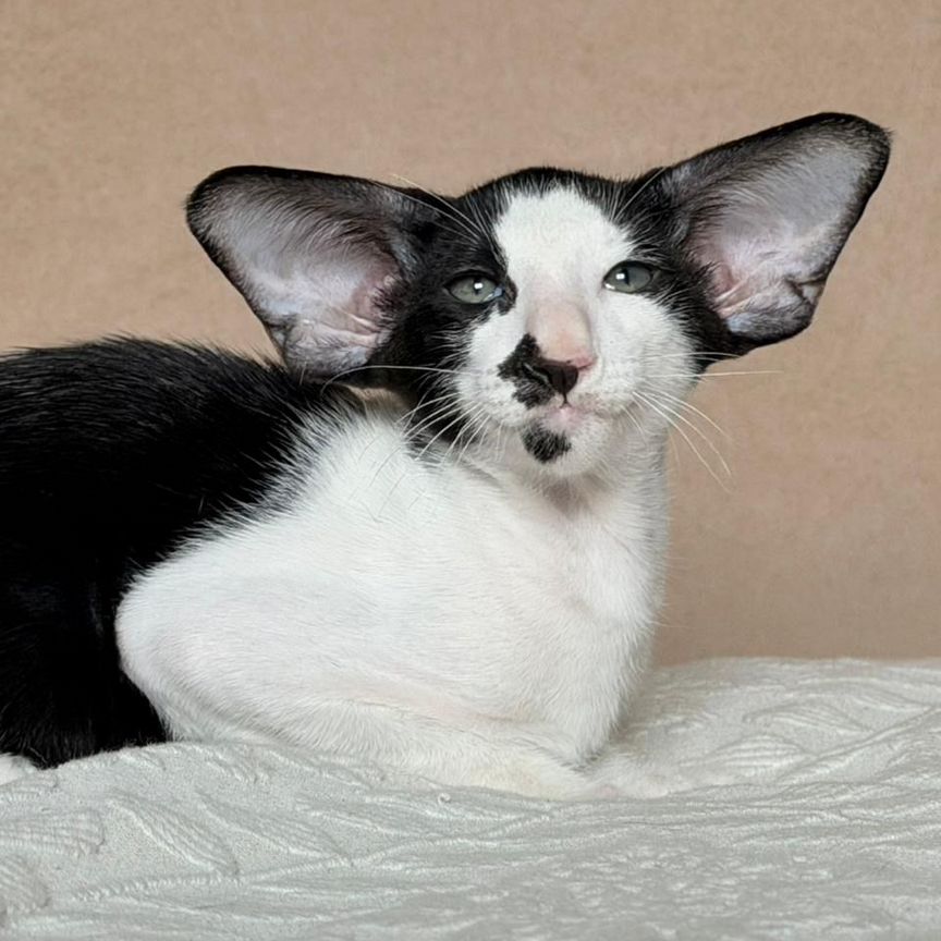 Ориентальный котёнок