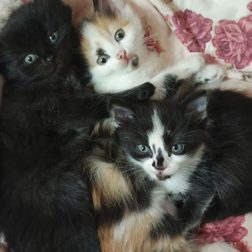 Котенок