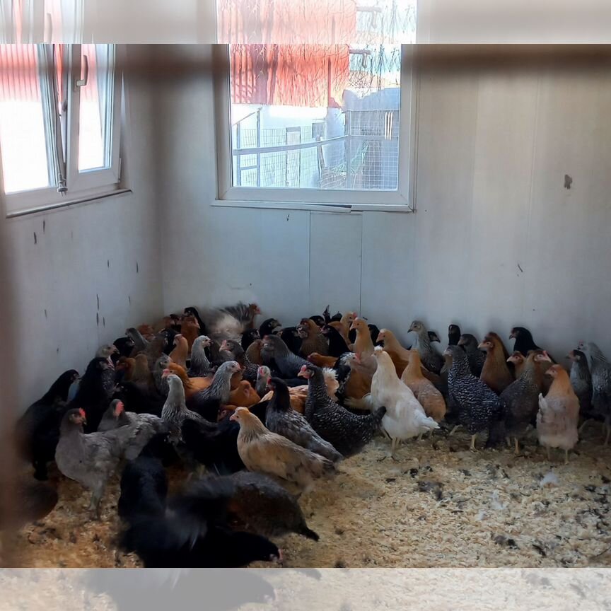 Куры несушки домашние