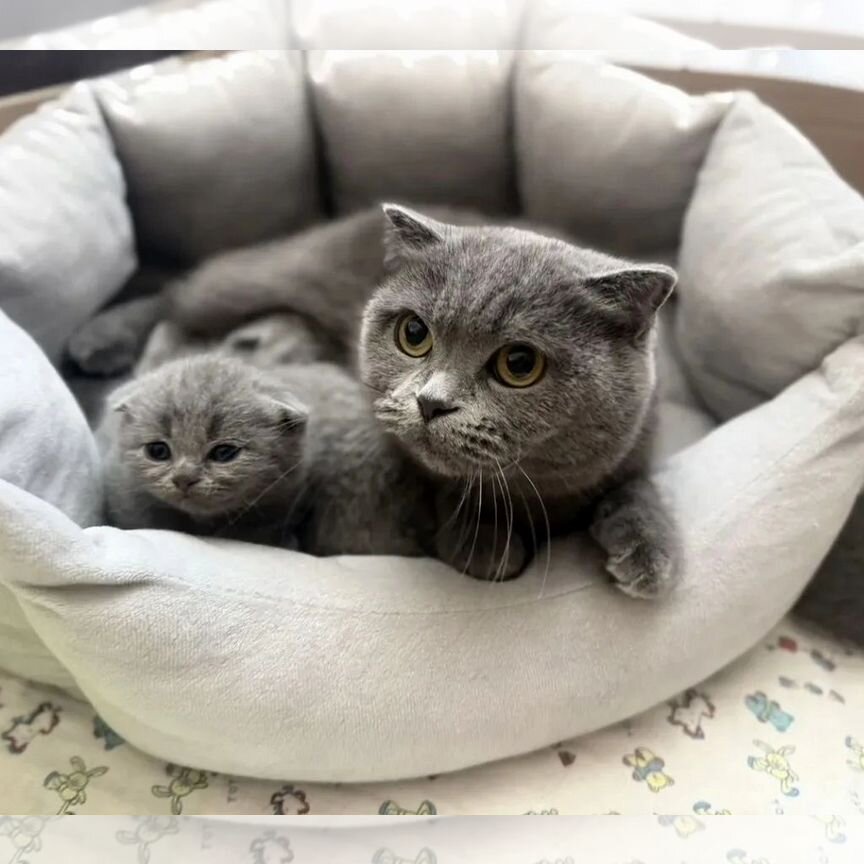 Шотландский вислоухий короткошёрстный котёнок