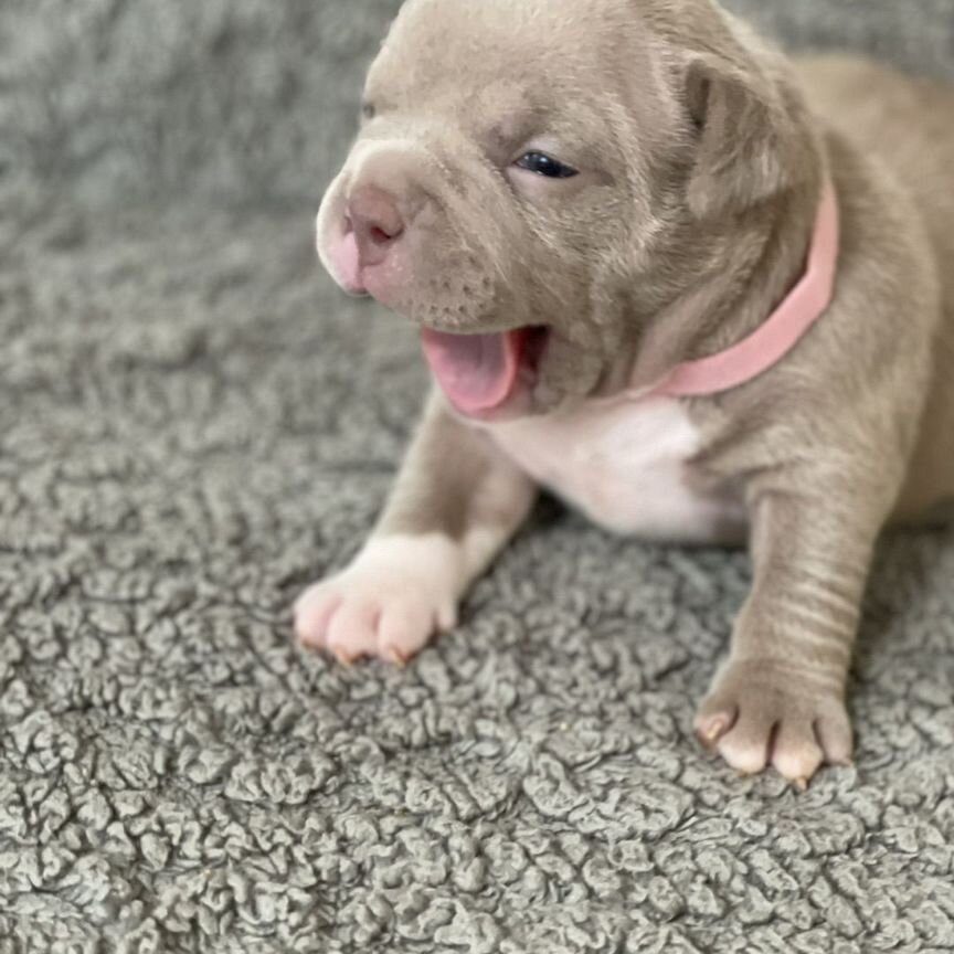 Щенки американского булли