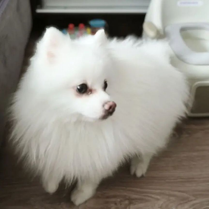 Немецкий шпиц, взрослый пёс