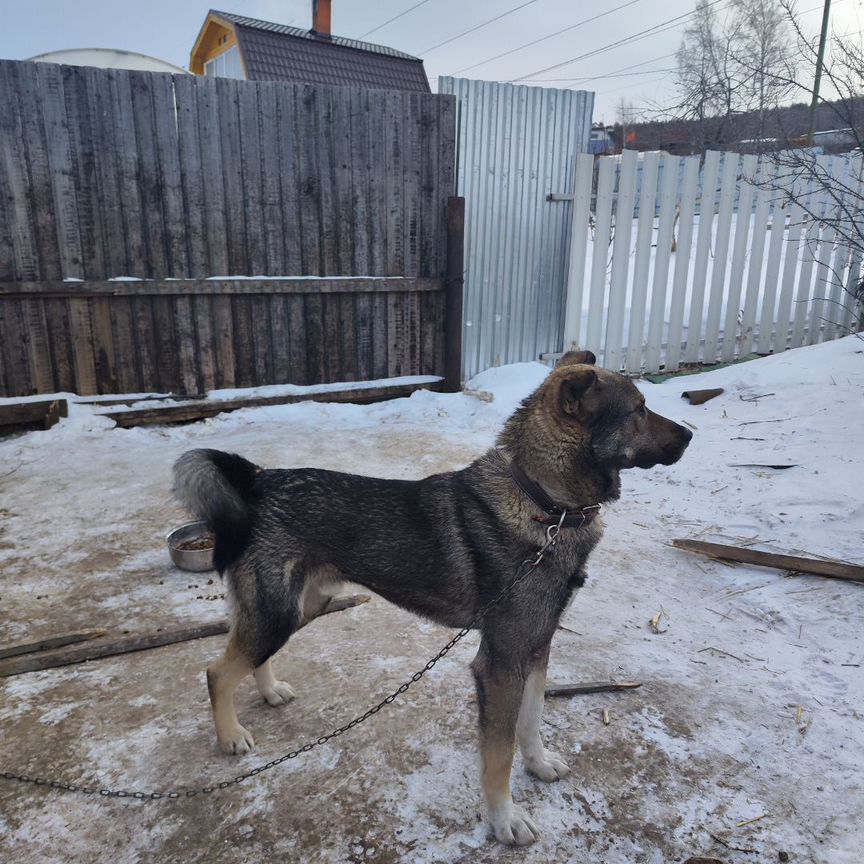 Пристрой собаки