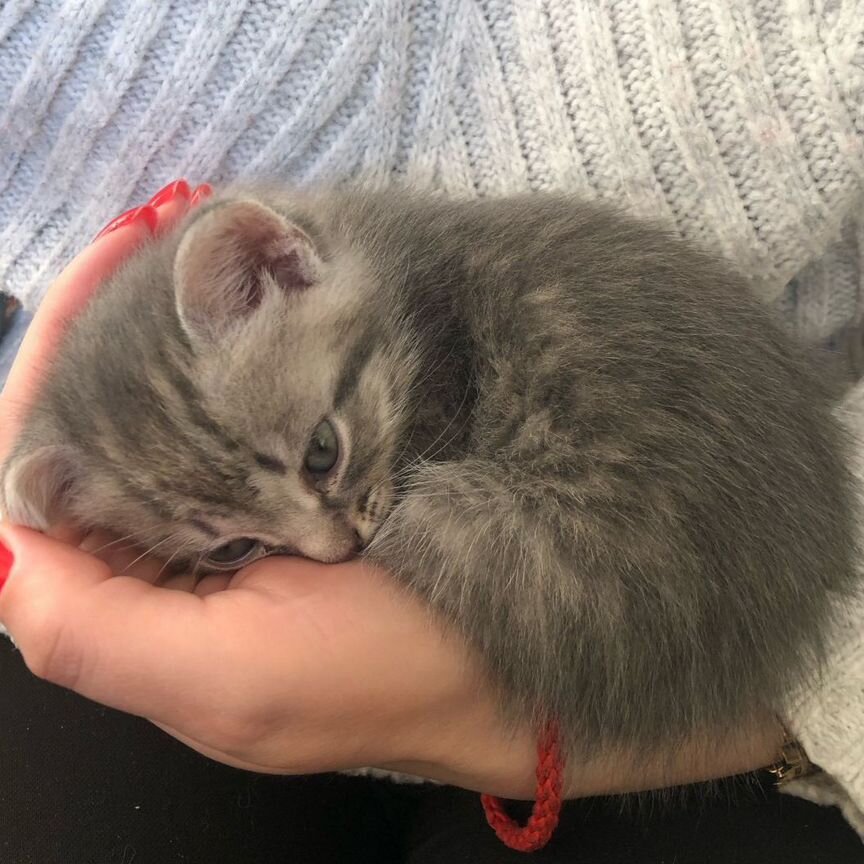 Британский короткошёрстный котёнок