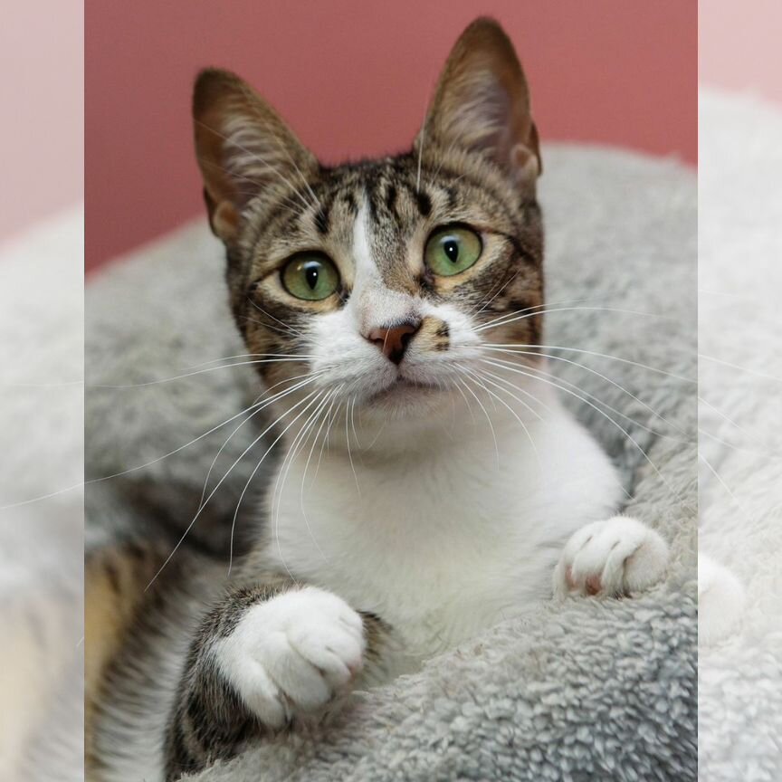 Кошки в добрые руки