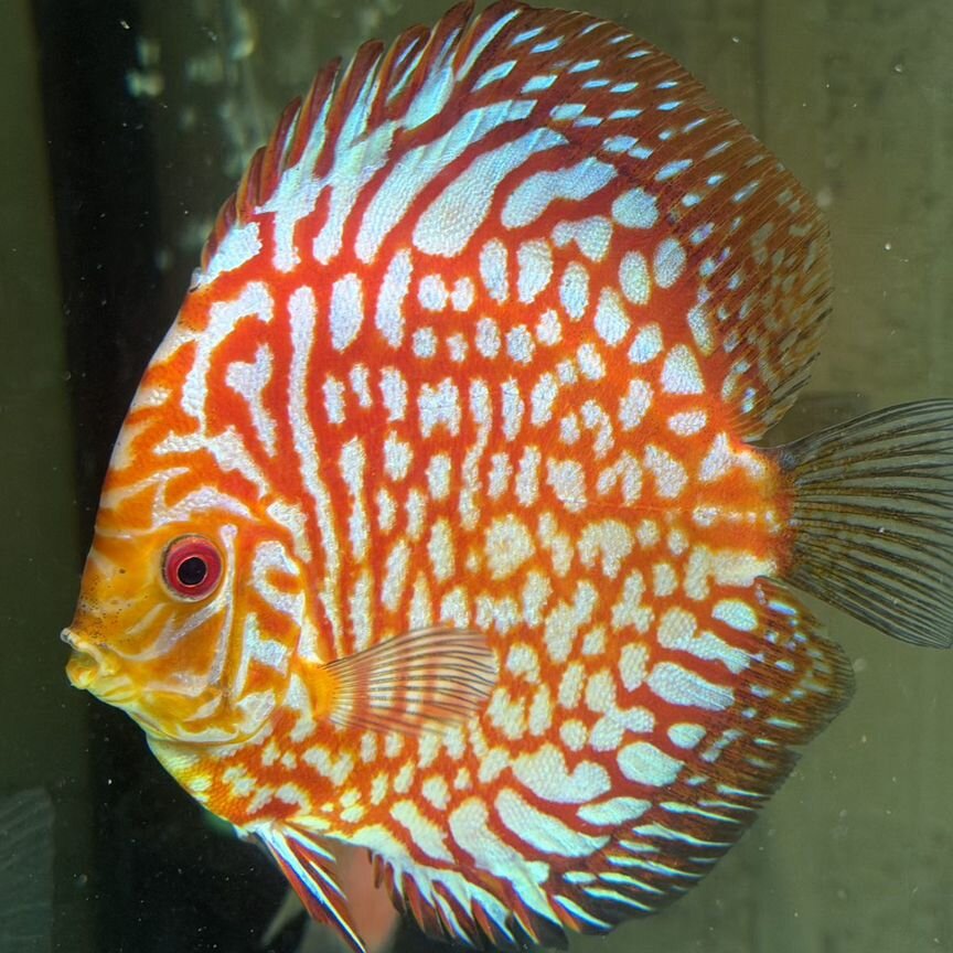 Дискусы - Pigeon