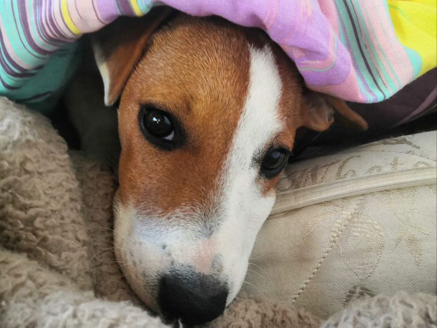 Щенок джек рассел терьер