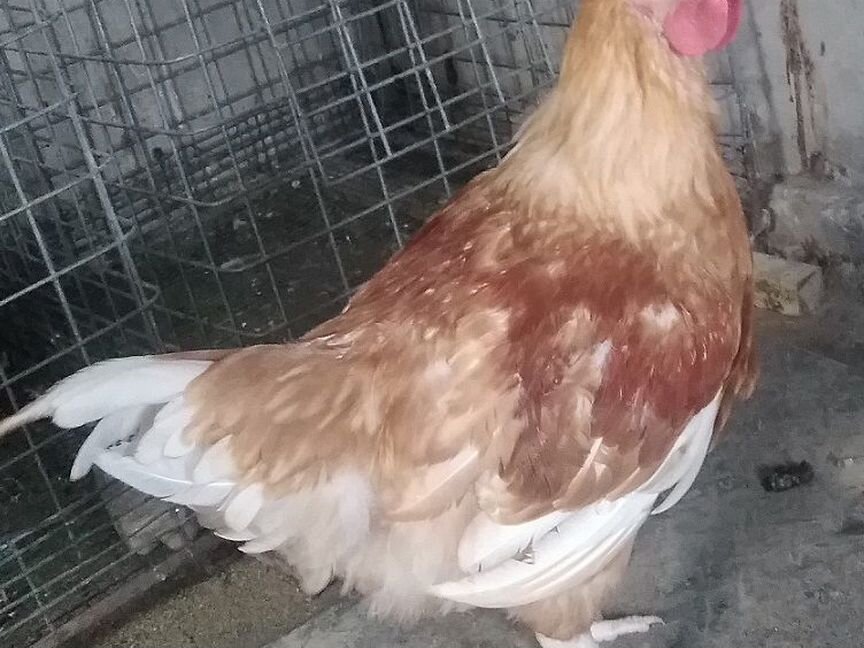 Редбро цветной бройлер