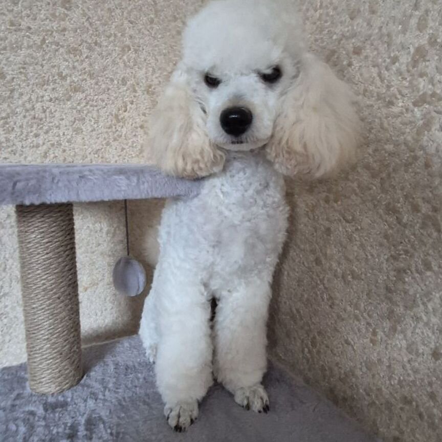 Той-пудель, щенок