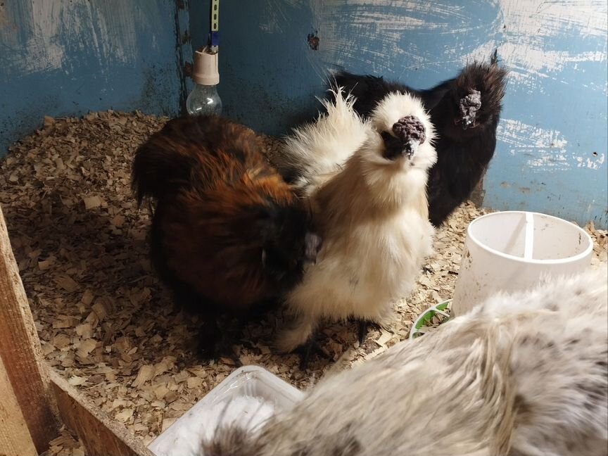 Петушки китайкие шелковые