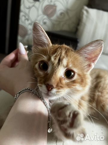Котёнок в добрые руки