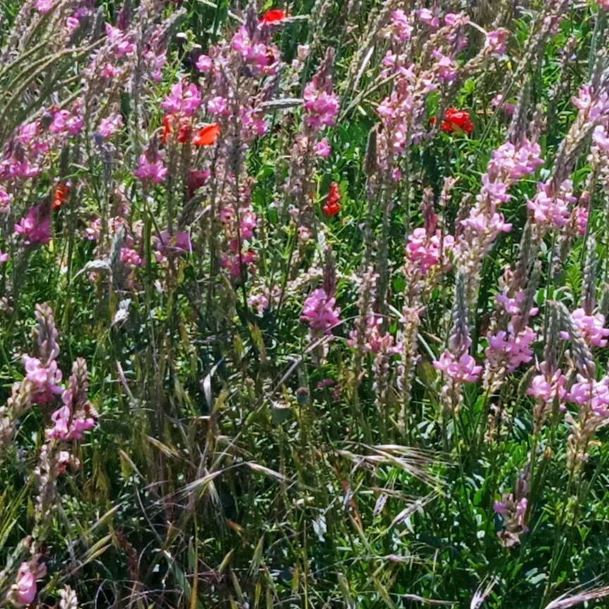 Продажа сена в тюках