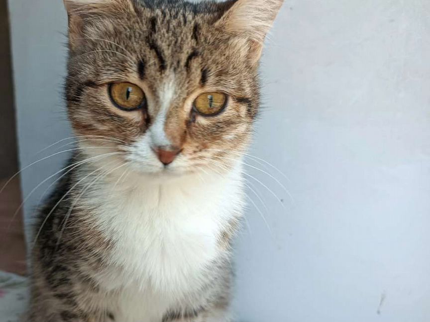 Кошечка Тигруша