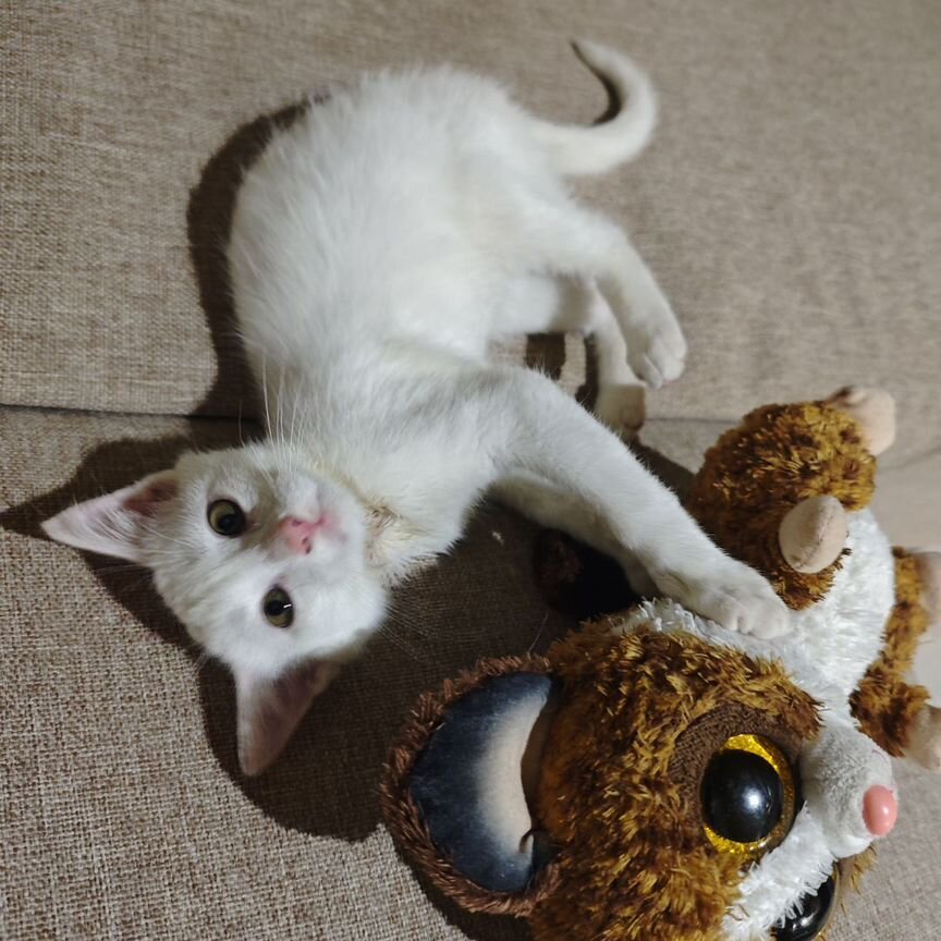 Котёнок в добрые руки