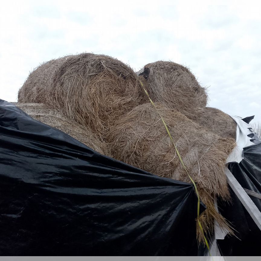 Продам сено в рулонах