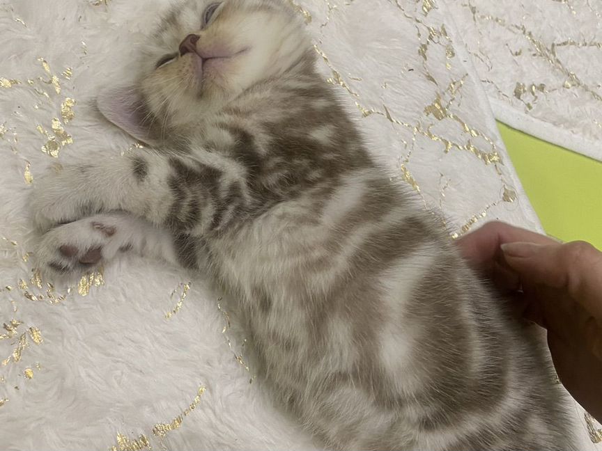 Шотландская