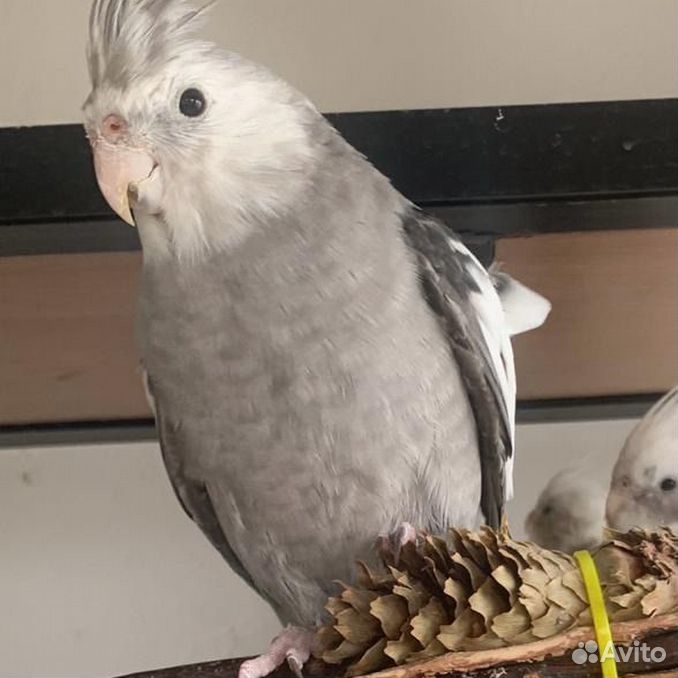 Попугай карелла самец