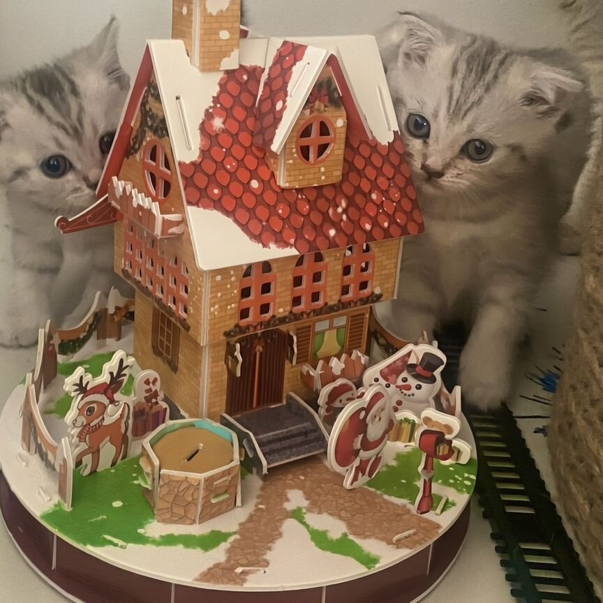 Британский короткошёрстный котёнок