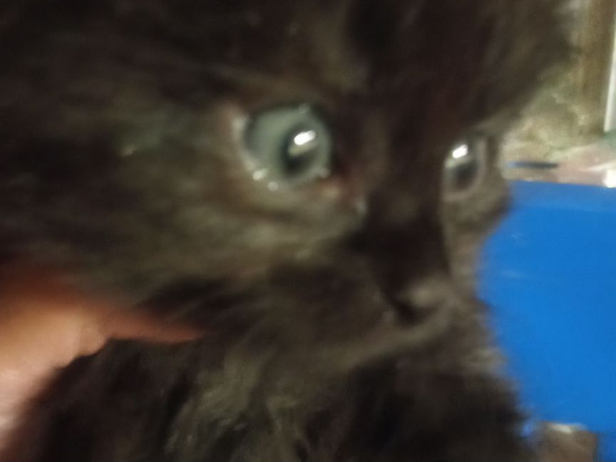 Отдам котëнка в добрые руки