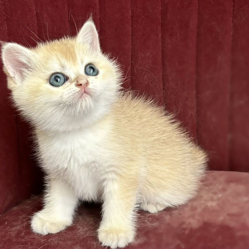 Шотландские золотые шиншиллы котята